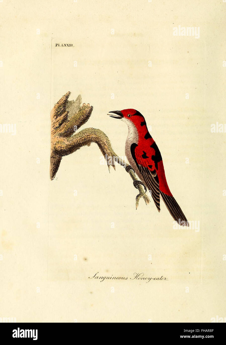 A comprehensive history of bird species, covering their classification ...