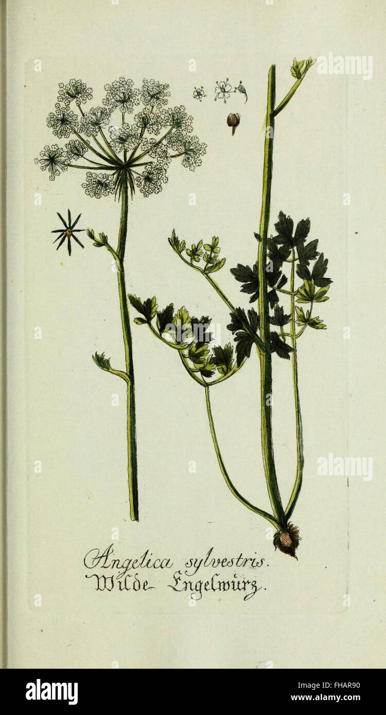 A collection of hand-painted botanical illustrations of native and ...