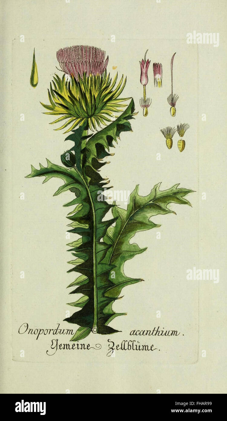 A beautifully illustrated botanical work featuring both indigenous and ...
