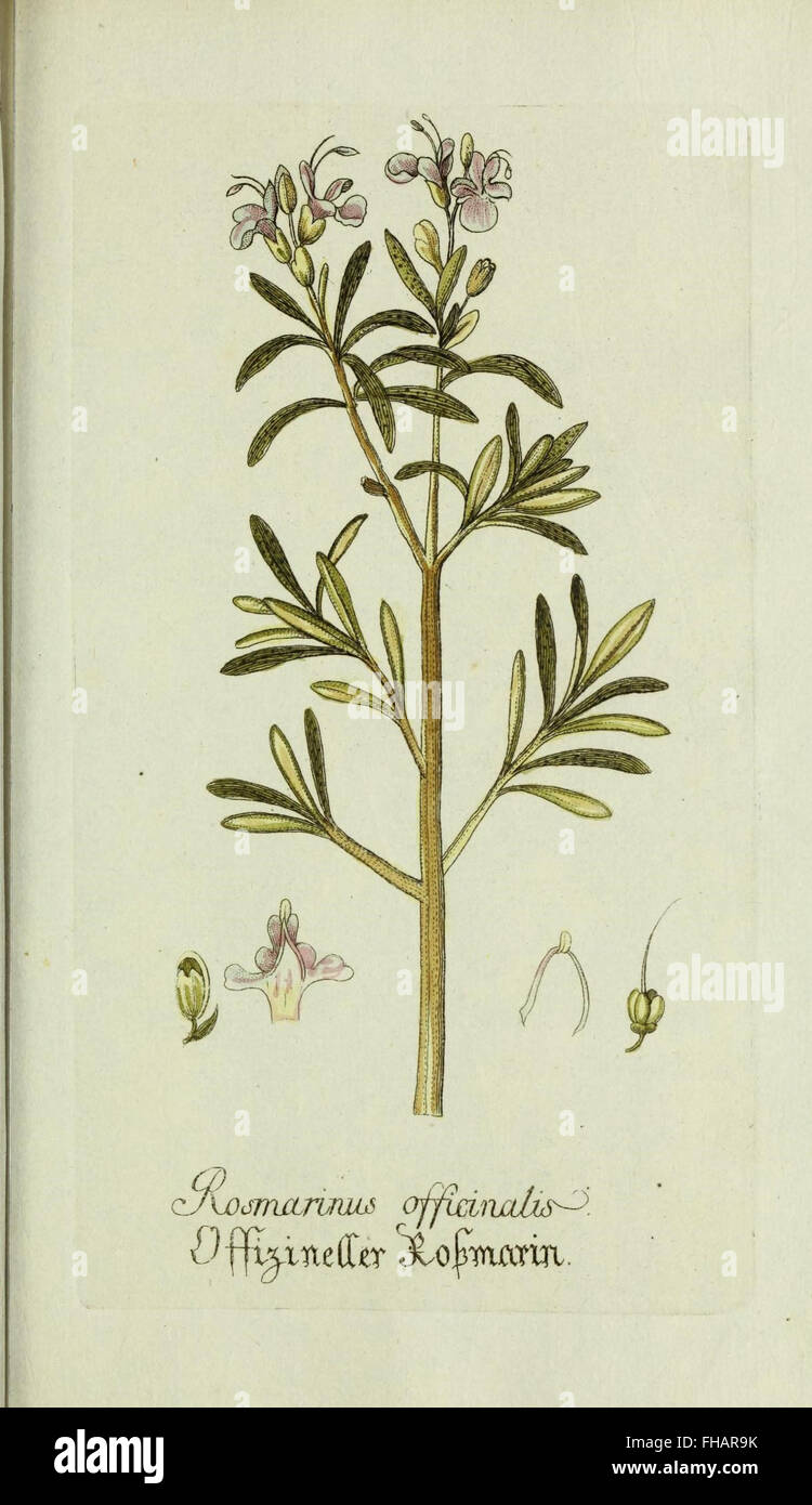 A botanical work showcasing hand-painted illustrations of indigenous ...