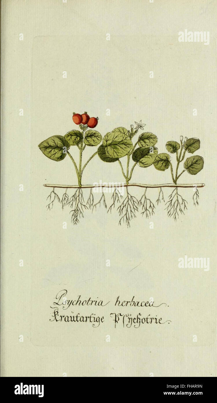 A collection of hand-painted botanical illustrations of native and ...