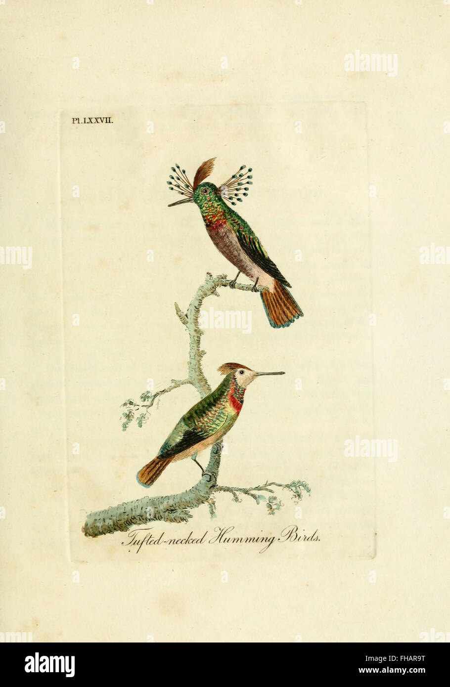 An extensive historical overview of bird species, their behaviors, and ...