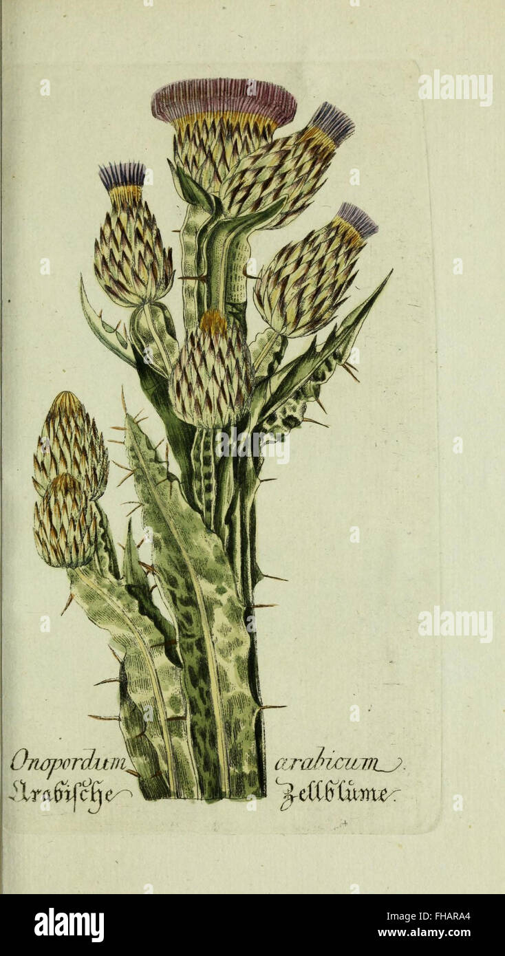 This collection of 18th-century botanical illustrations showcases both ...