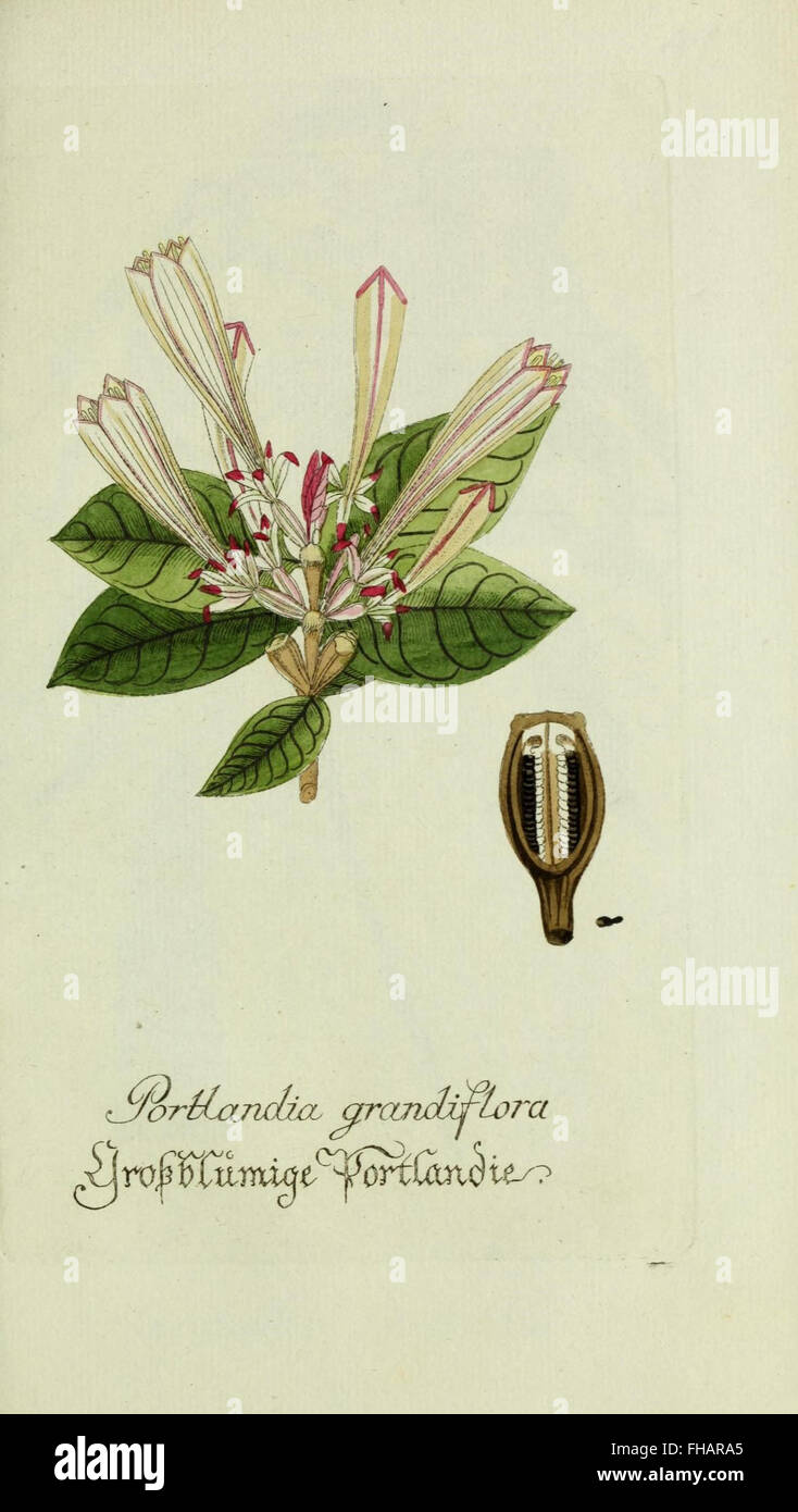 A botanical work featuring painted illustrations of indigenous and ...