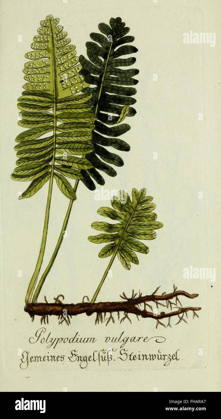 A collection of vibrant botanical illustrations of native and exotic ...