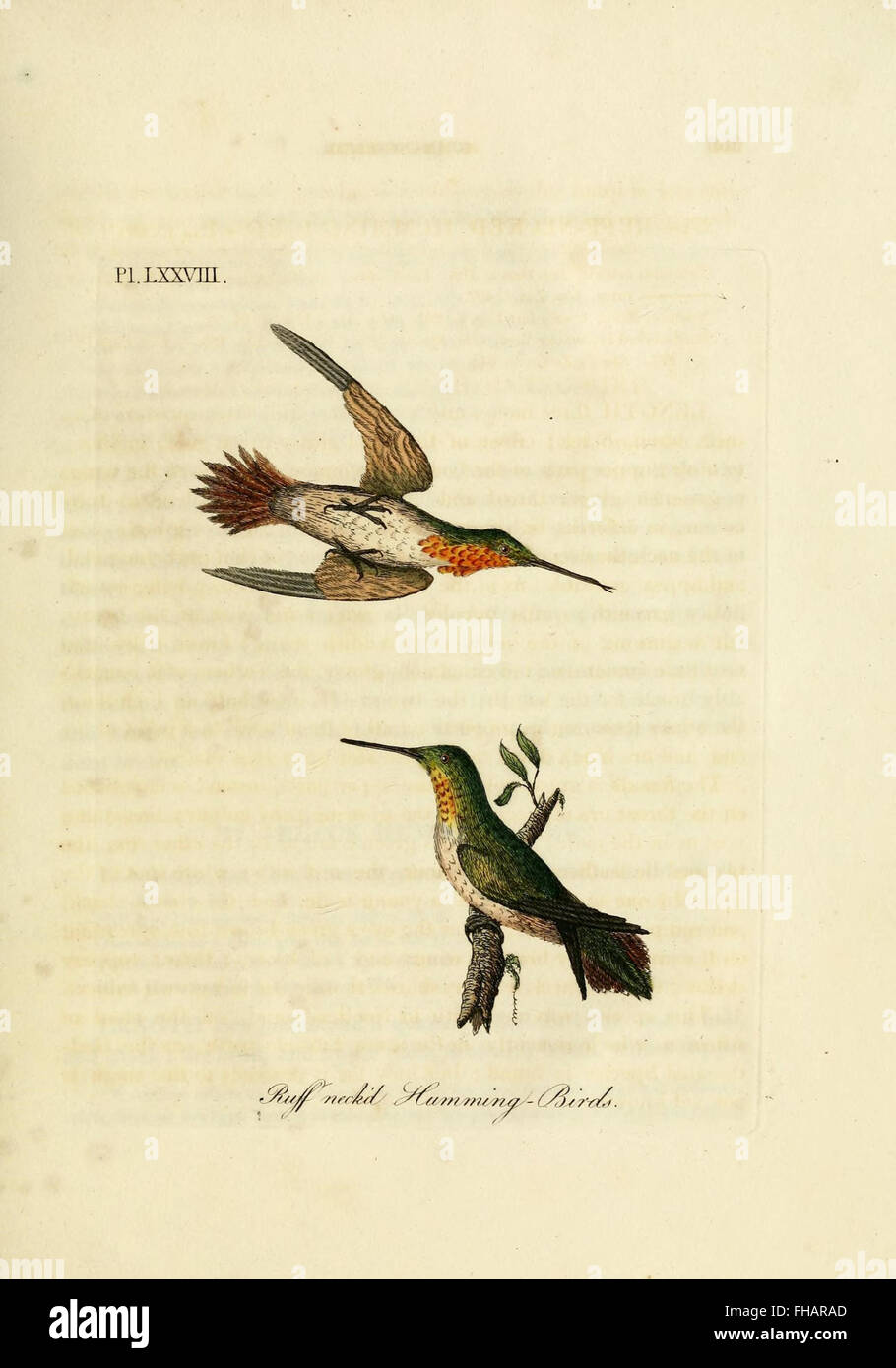 A general history of birds Stock Photo - Alamy