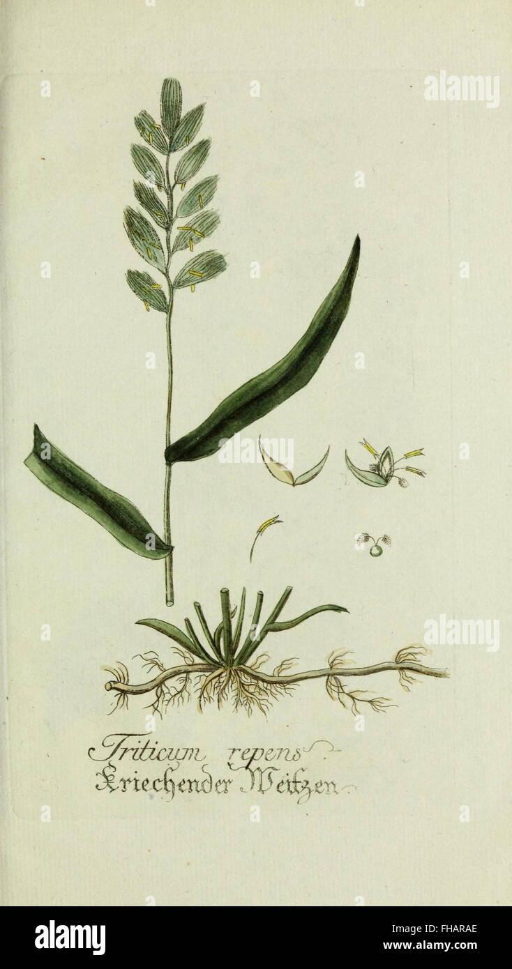 A continuation of the botanical study of indigenous and exotic plants ...