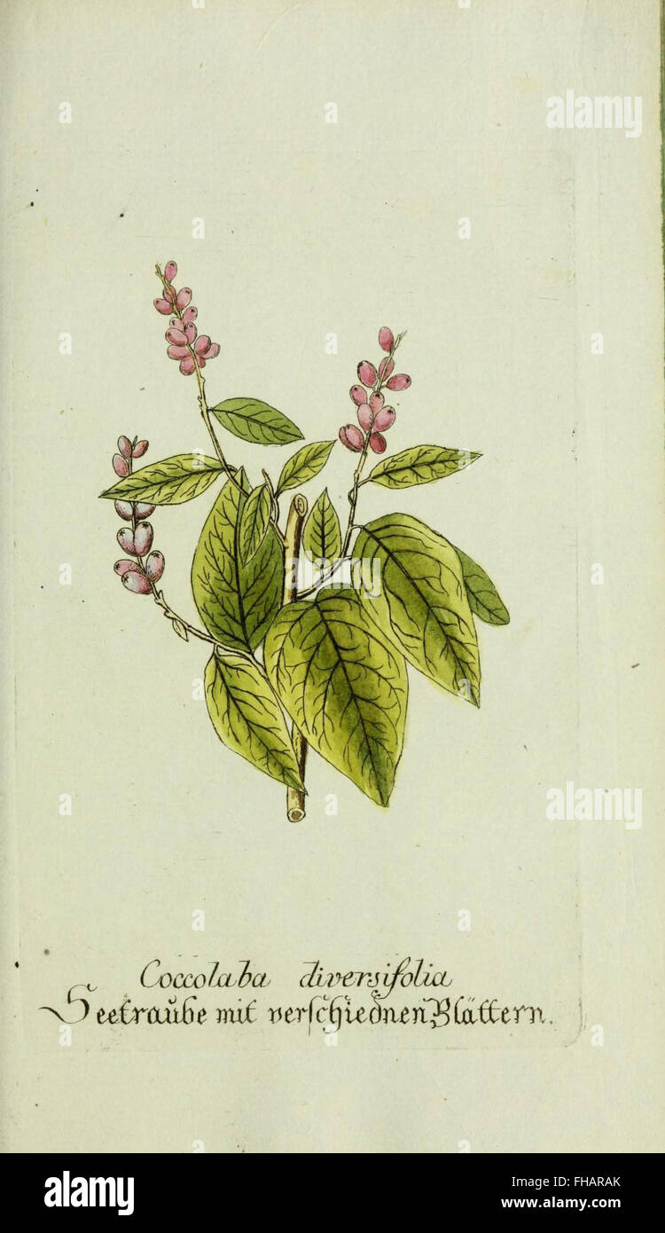 A botanical work featuring vivid color illustrations of both indigenous ...