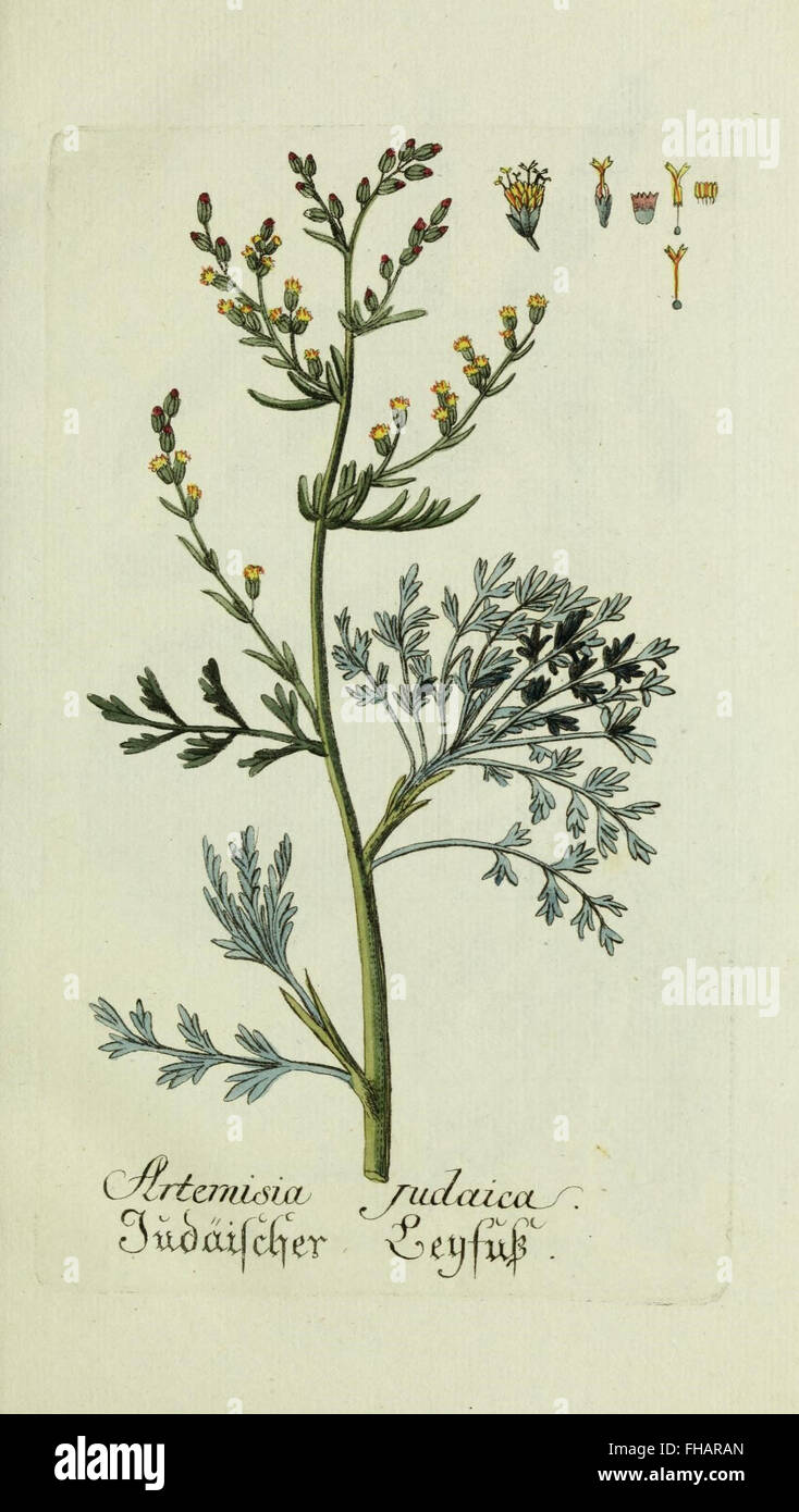 A collection of hand-painted illustrations of native and exotic plants ...