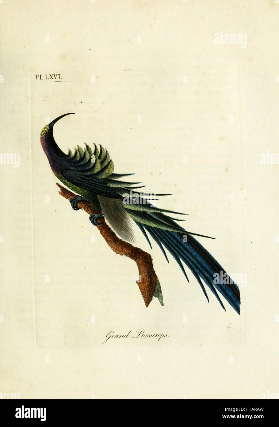 Birds pictorial works university hi-res stock photography and images ...