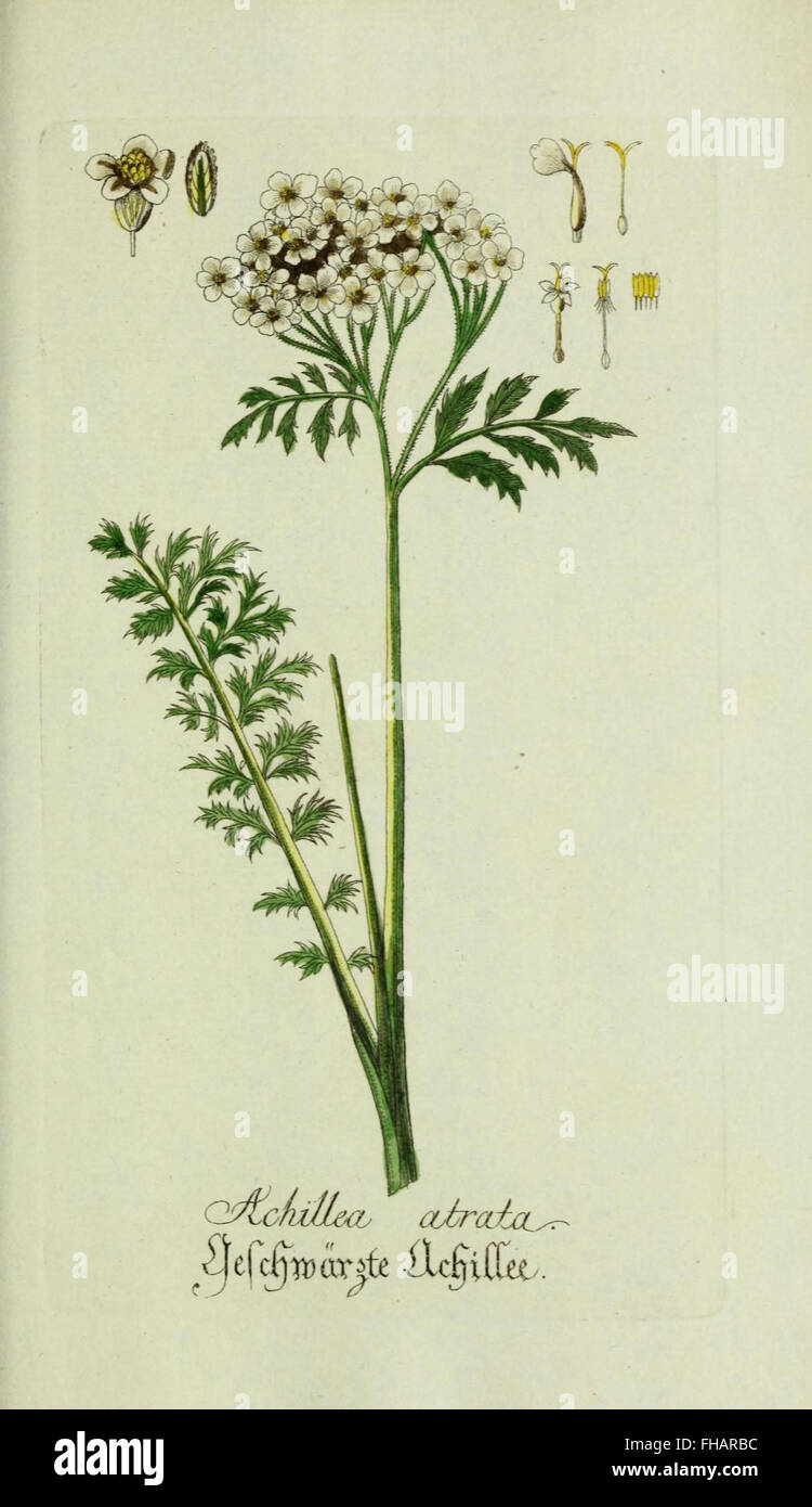 A collection of hand-painted botanical illustrations of indigenous and ...