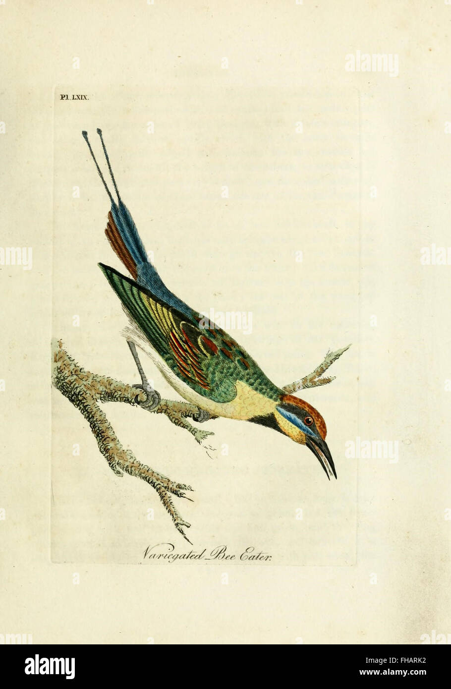 A comprehensive history of birds, featuring detailed illustrations and ...