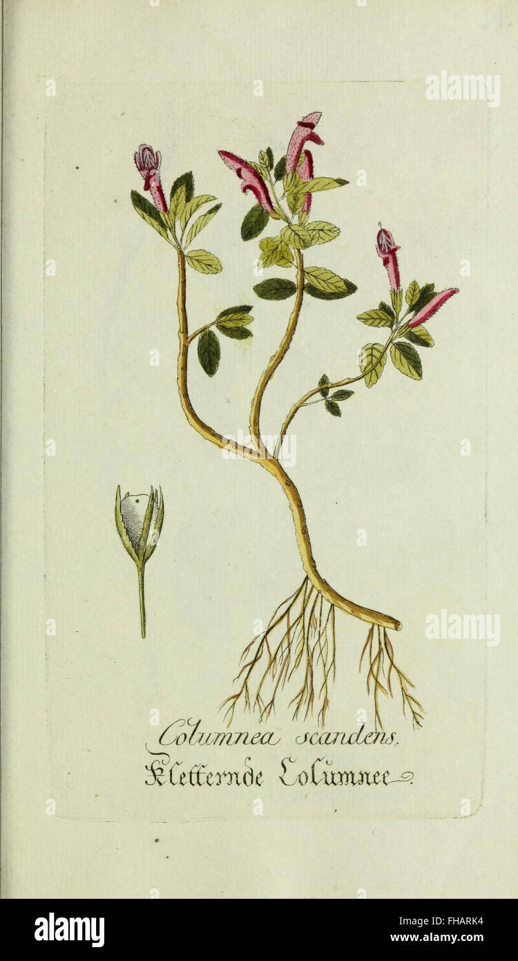 Collection of botanical illustrations of indigenous and exotic plants ...