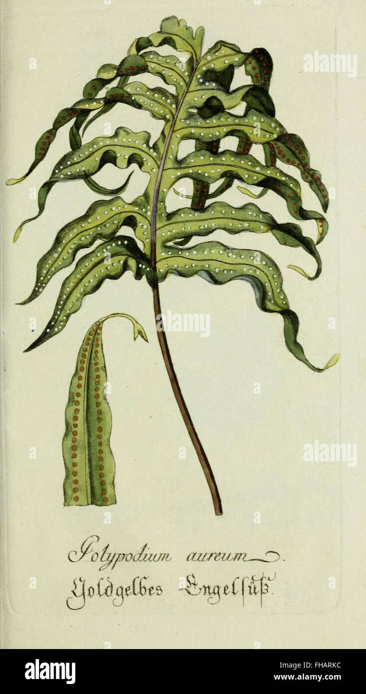 A botanical collection showcasing native and exotic plant species in ...