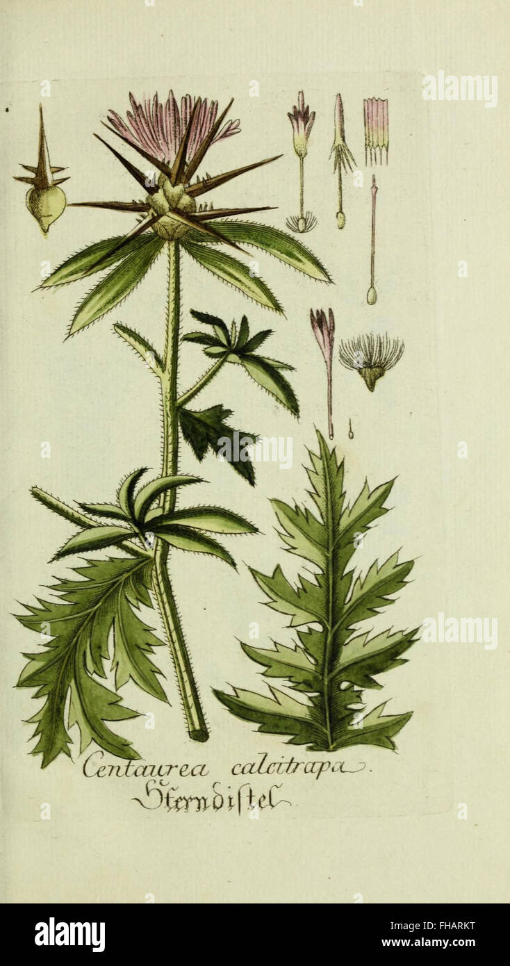 A collection of botanical illustrations of indigenous and exotic plants ...