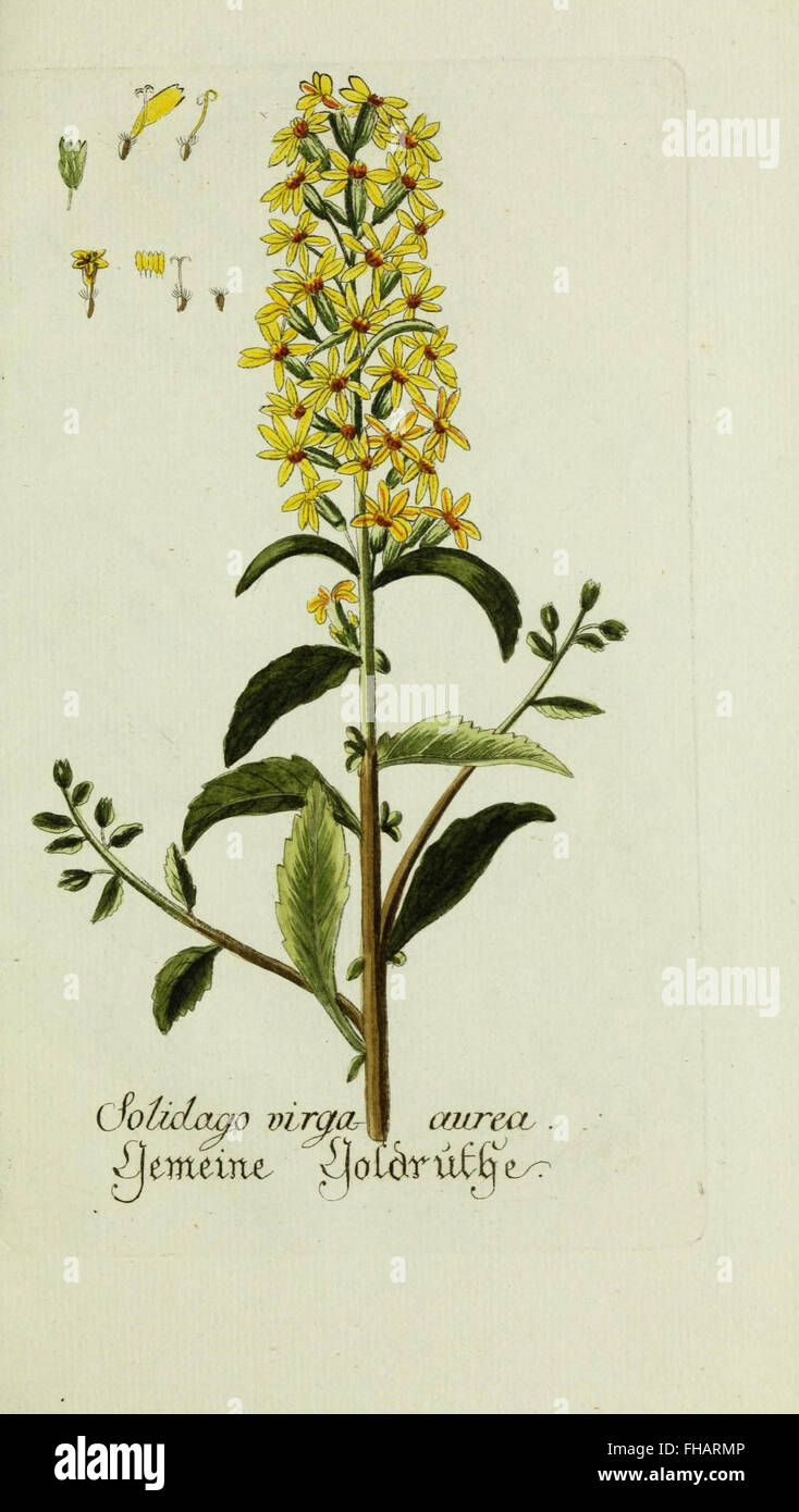 An illustrated collection of indigenous and exotic plants, painted from ...