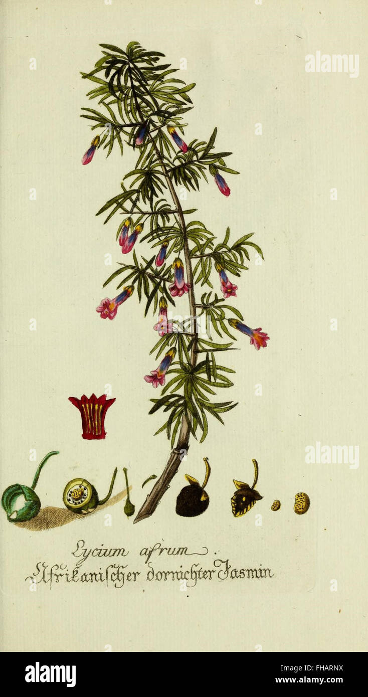 Botanical illustrations of indigenous and exotic plants, painted from ...