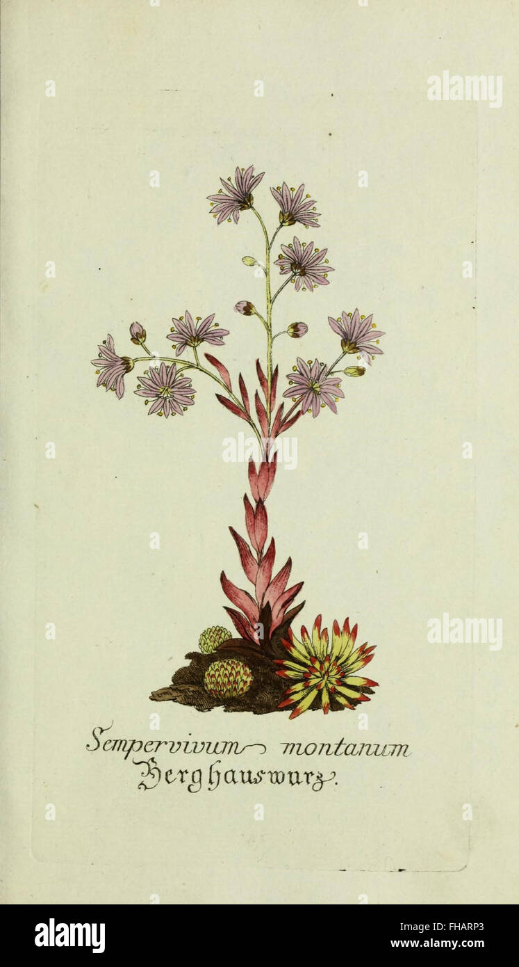 An illustrated botanical collection of native and exotic plants ...