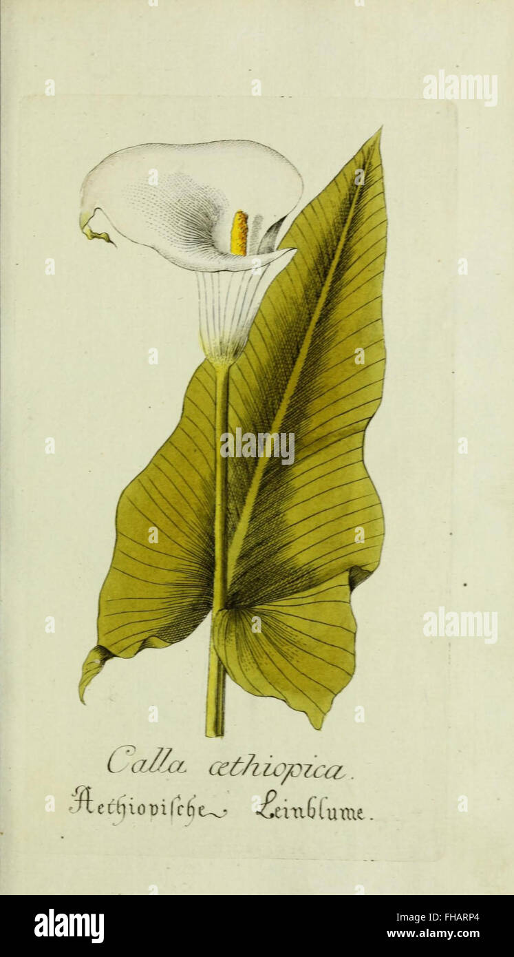 Illustrated Collection of Indigenous and Exotic Plants, a botanical ...