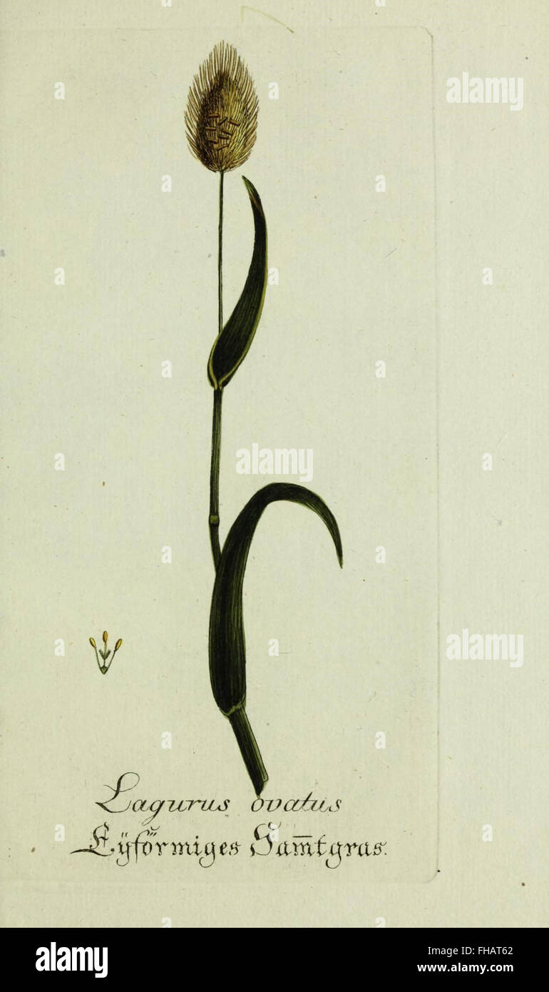 A botanical collection featuring hand-painted illustrations of both ...