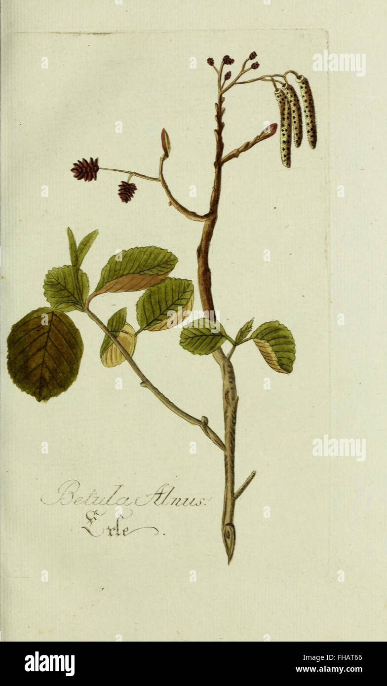 A botanical work featuring vivid illustrations of both indigenous and ...