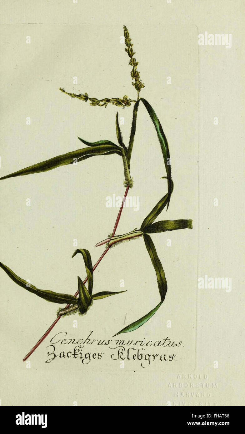 A botanical work featuring vivid, life-like illustrations of both ...