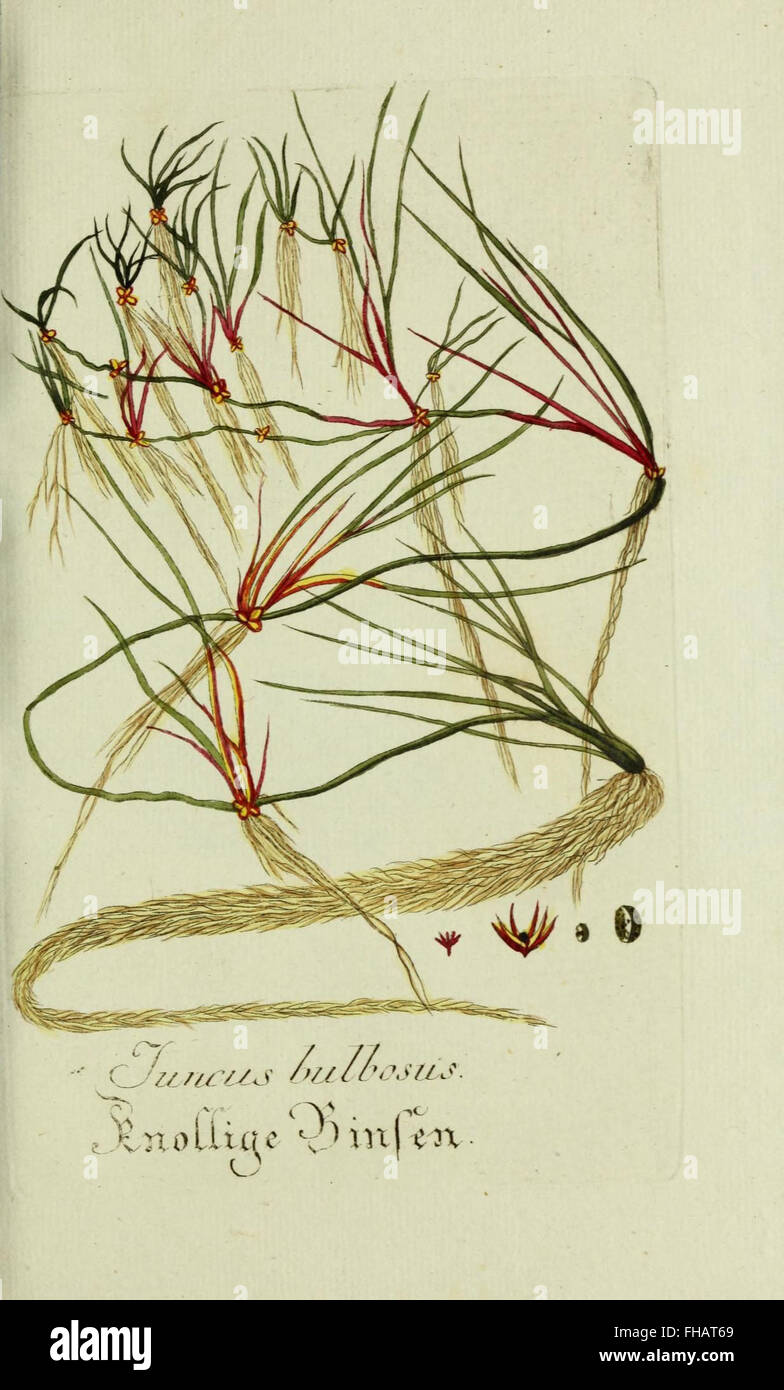 A collection of vibrant illustrations of native and exotic plants ...