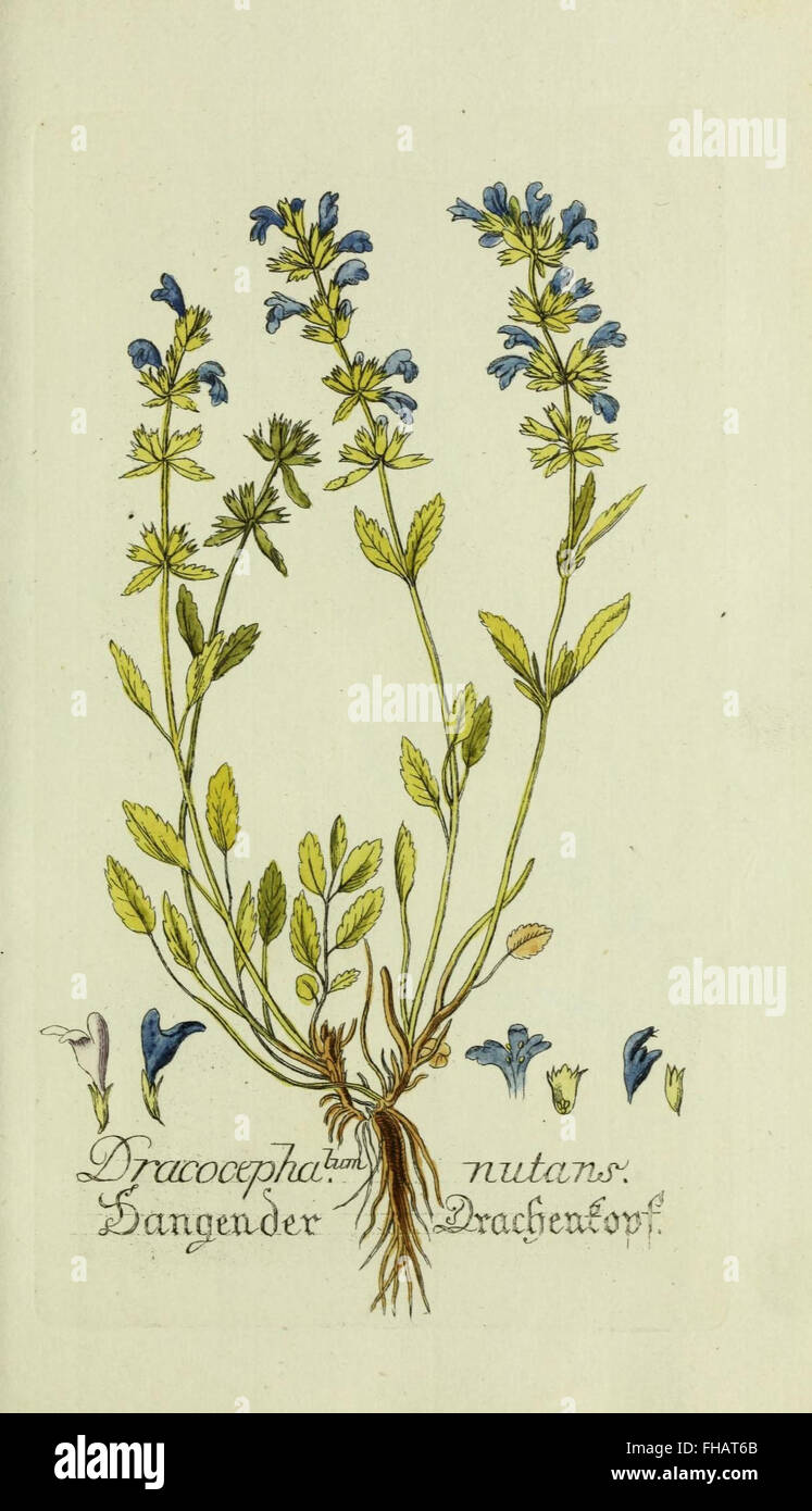 An illustrated collection of indigenous and exotic plants, featuring ...