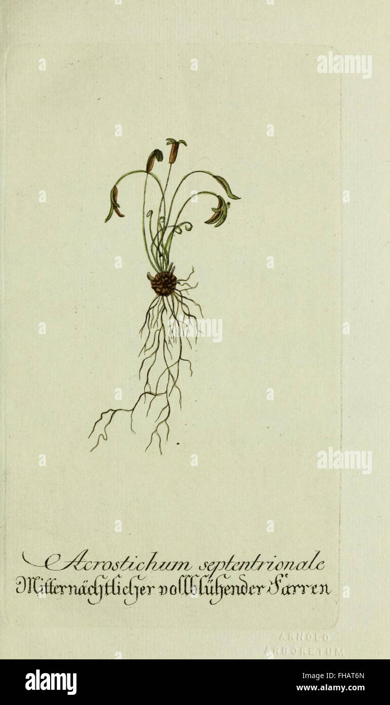 A botanical illustration collection featuring indigenous and exotic ...