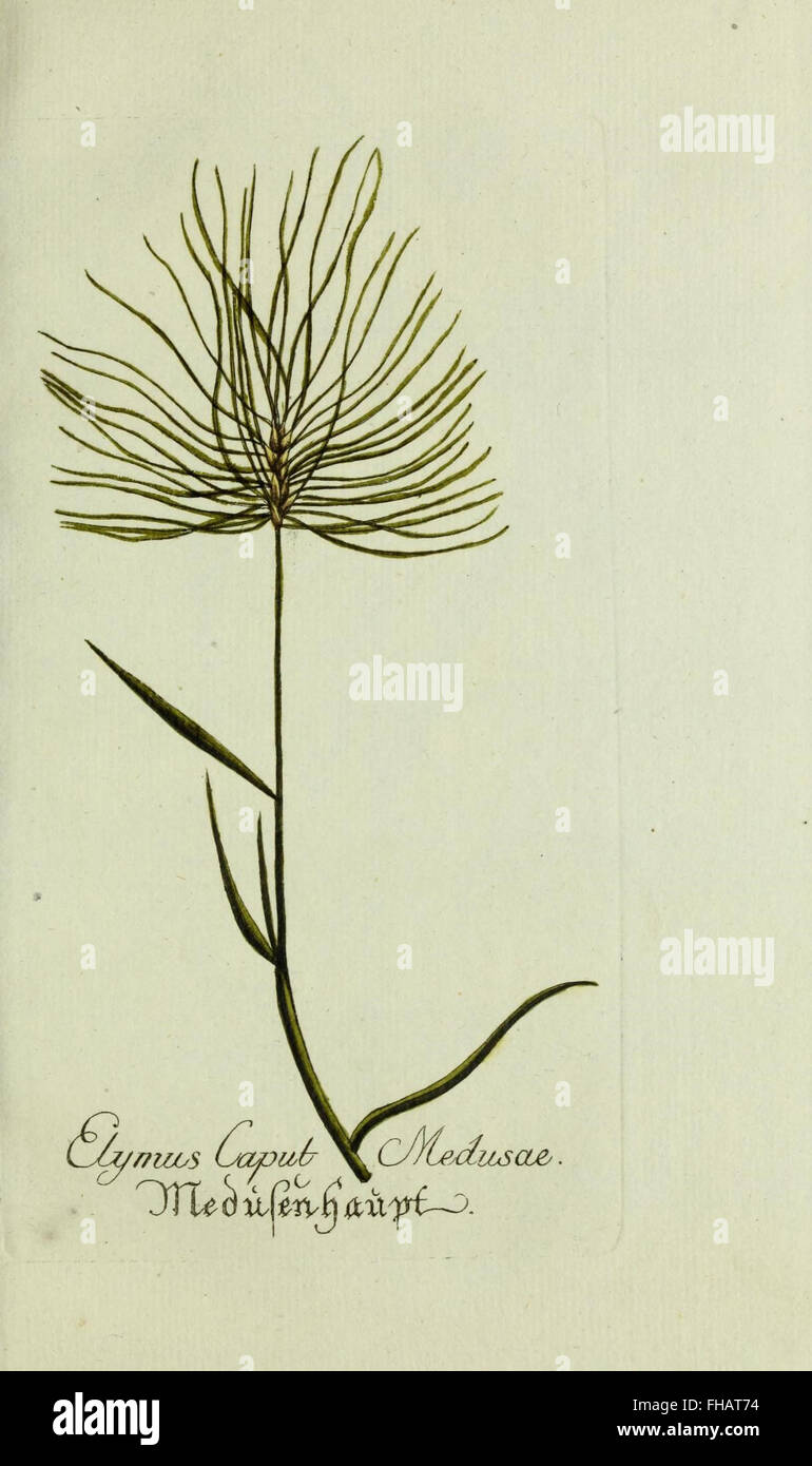 A collection of painted representations of indigenous and exotic plants ...