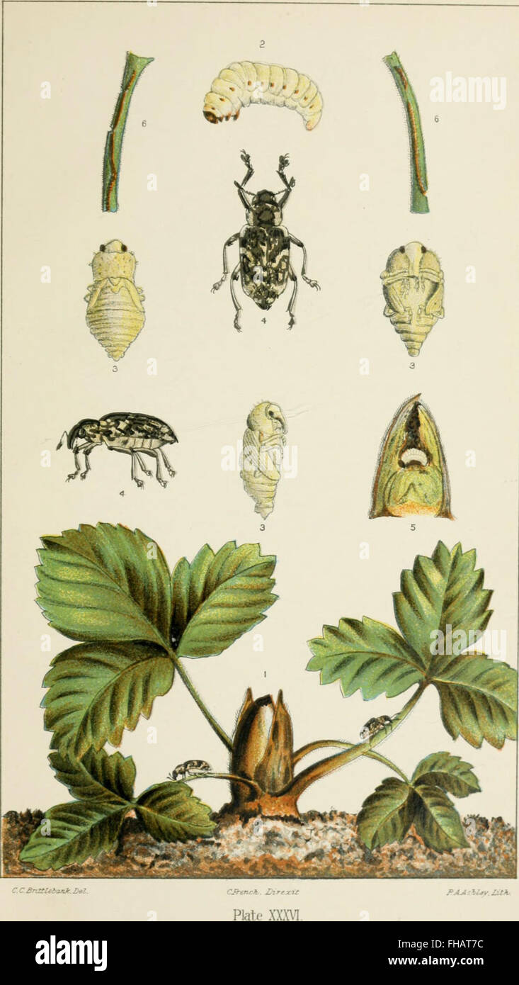 A guide to the harmful insects of Victoria with methods to control and ...