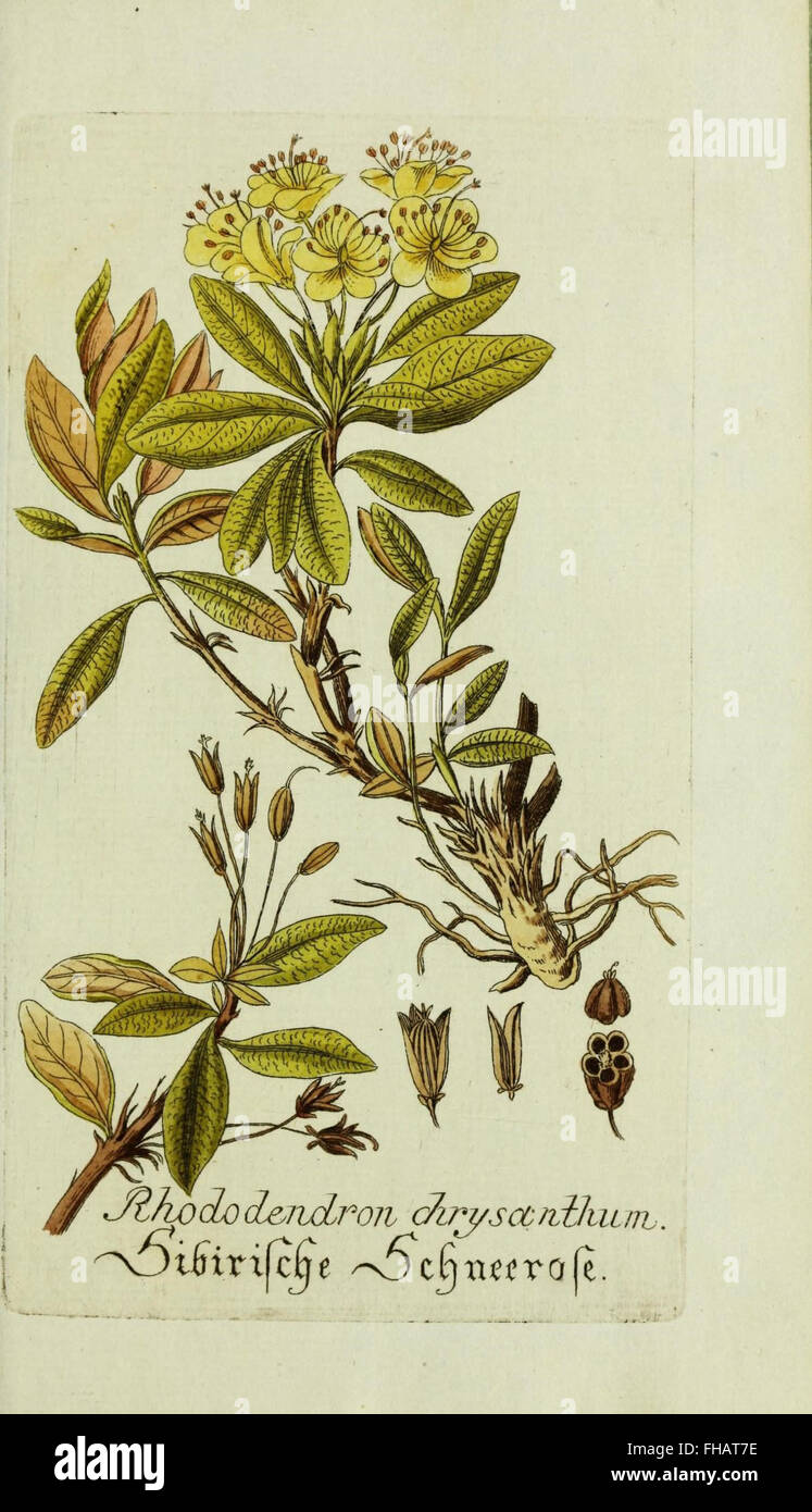 A botanical collection of vivid color illustrations of indigenous and ...