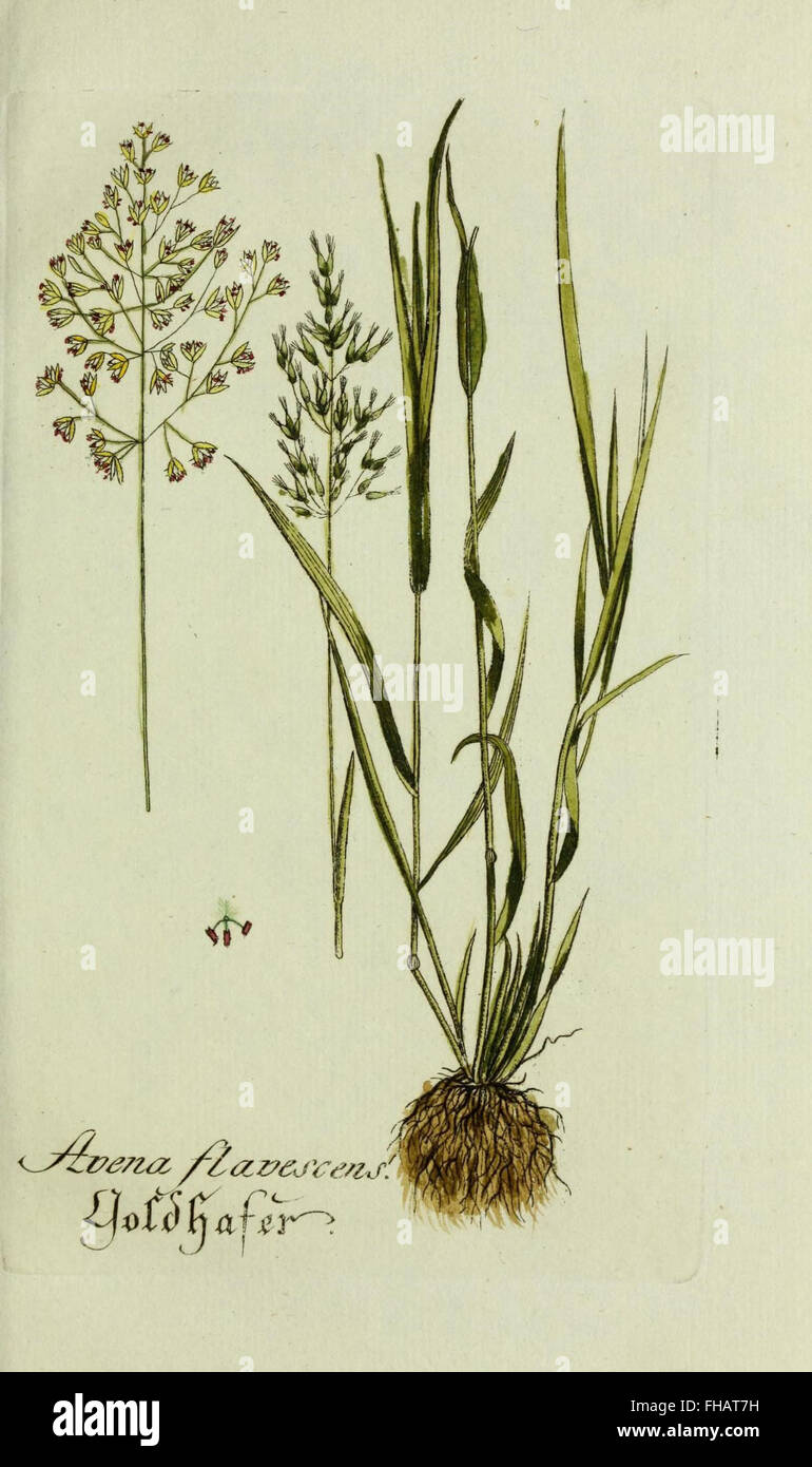 A collection of botanical illustrations of native and exotic plants ...