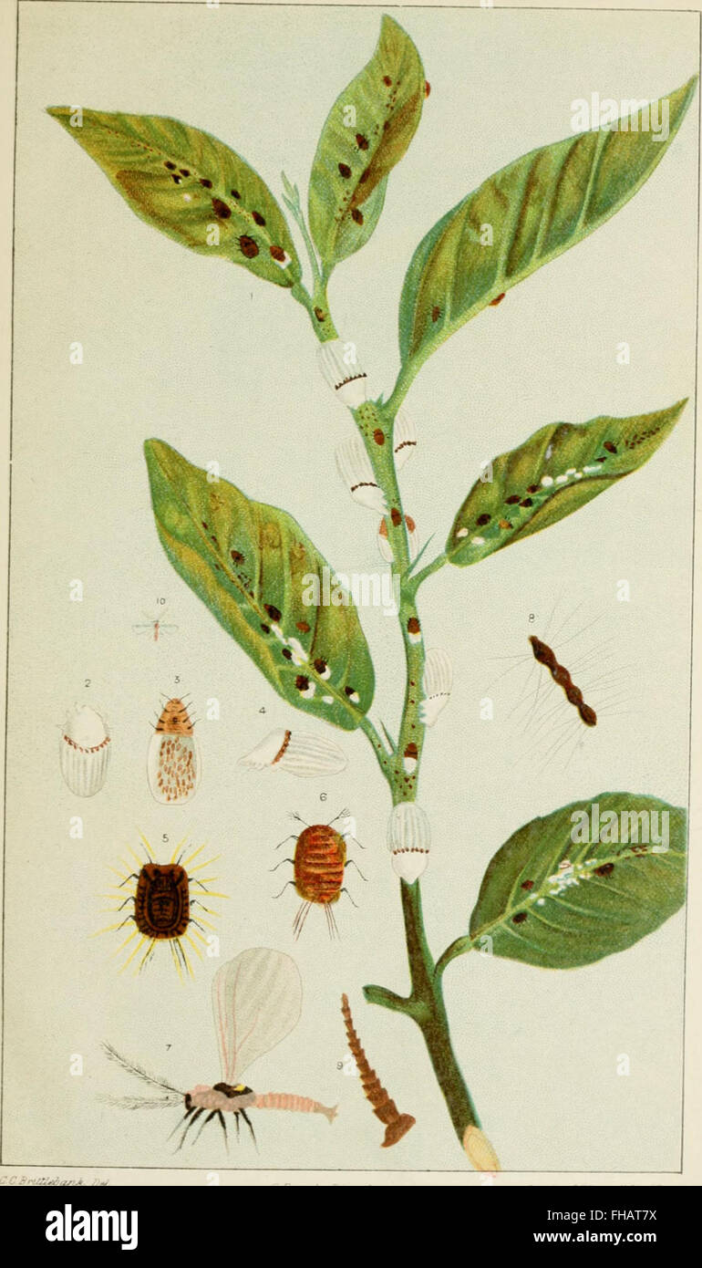 A detailed guide from 1891 focused on destructive insects in Victoria ...