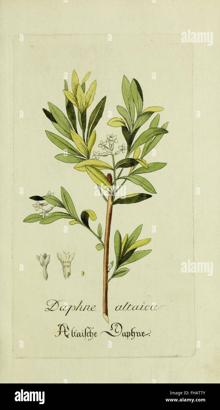 The botanical illustrations from the 19th century focus on both ...