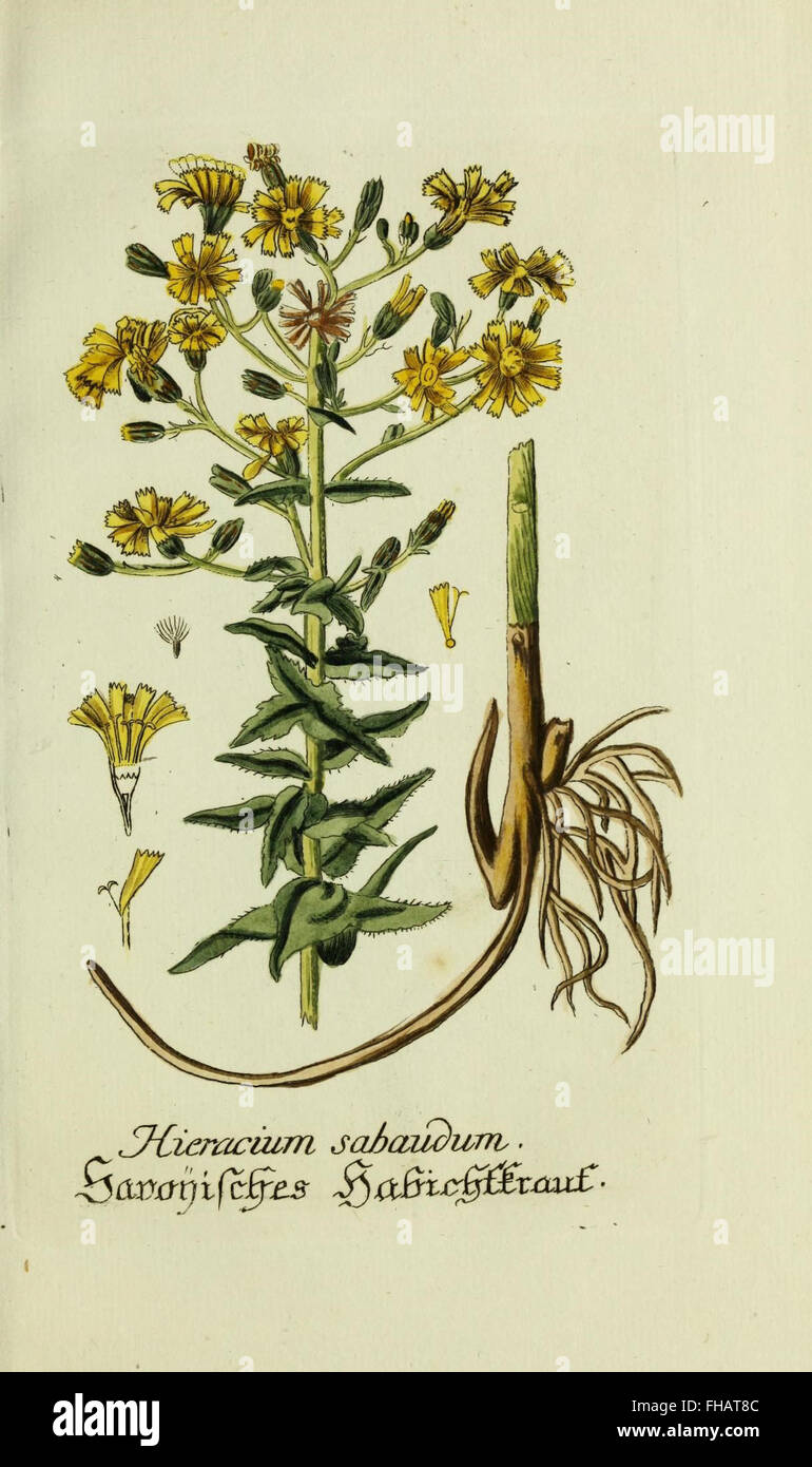 Illustrated Collection of Indigenous and Exotic Plants, a botanical ...