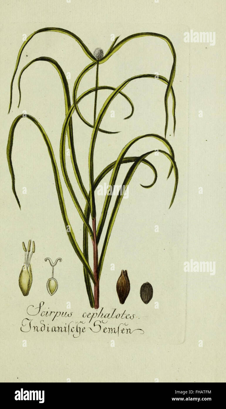 A botanical illustration collection of both native and exotic plants ...