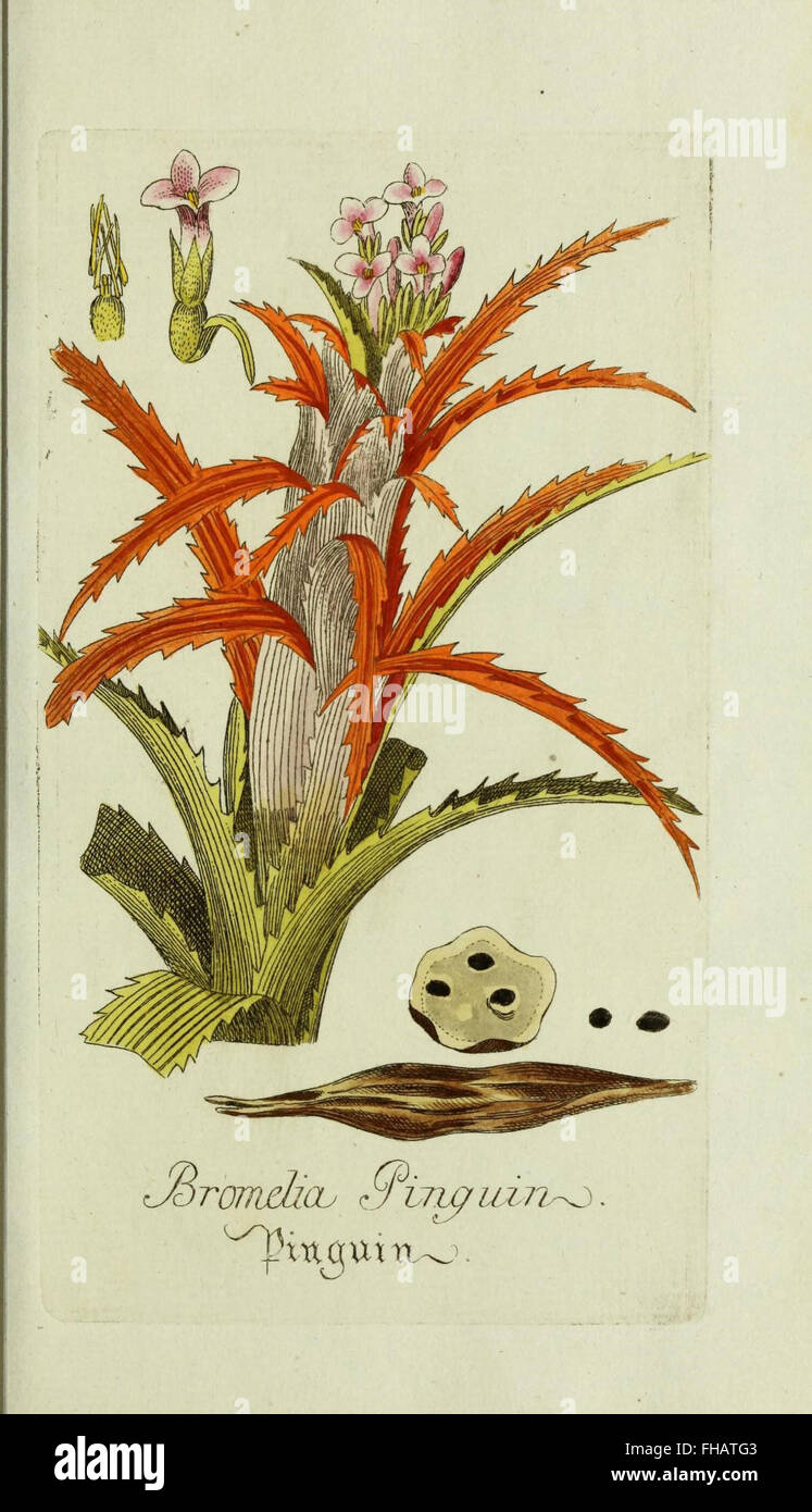 A collection of painted botanical illustrations of native and exotic ...