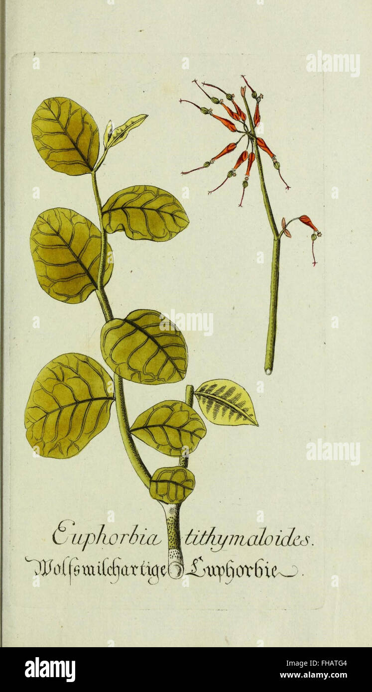 A botanical collection of colored illustrations showcasing both native ...