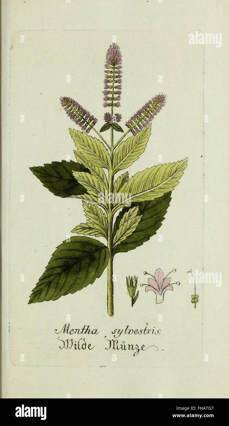 A vibrant collection of botanical illustrations depicting indigenous ...