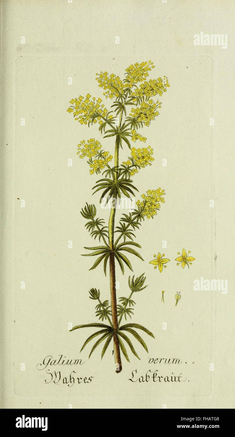 A collection of vibrant, lifelike illustrations of both indigenous and ...