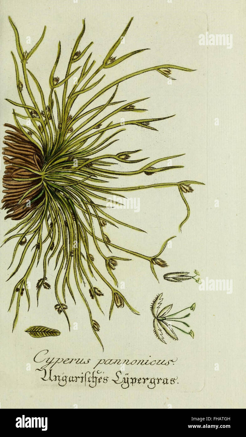 A collection of hand-colored botanical illustrations depicting ...