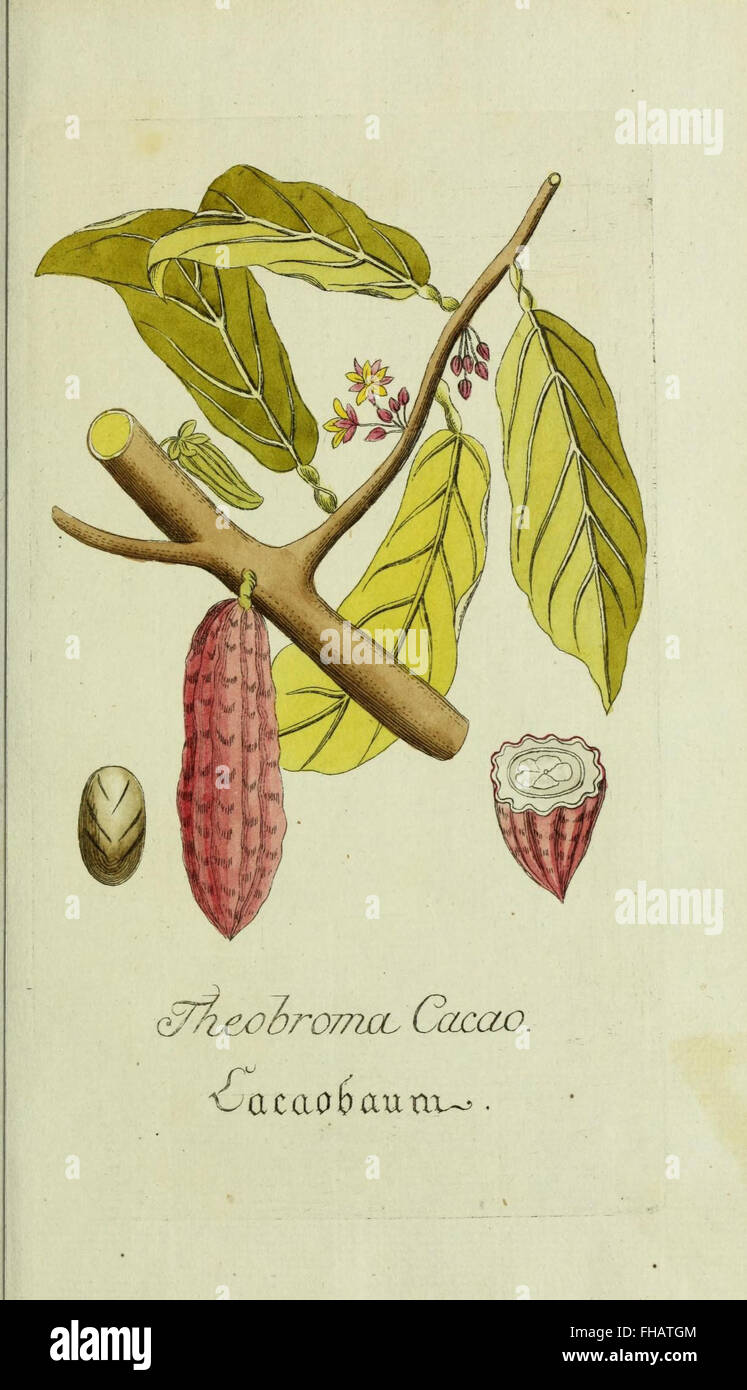 A collection of illustrations of native and exotic plants, created for ...