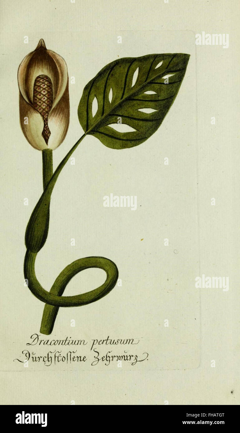 A collection of hand-colored botanical illustrations of indigenous and ...