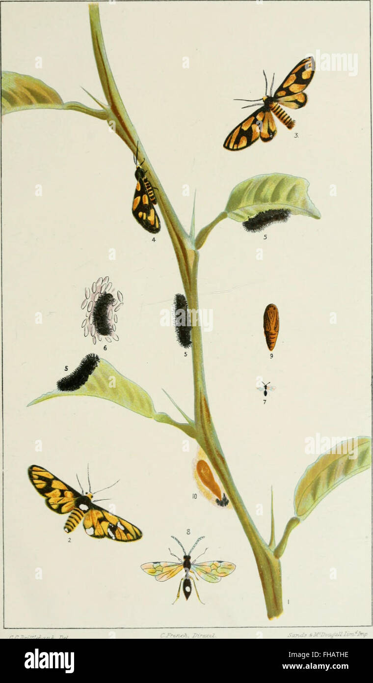 A handbook of the destructive insects of Victoria, with notes on ...