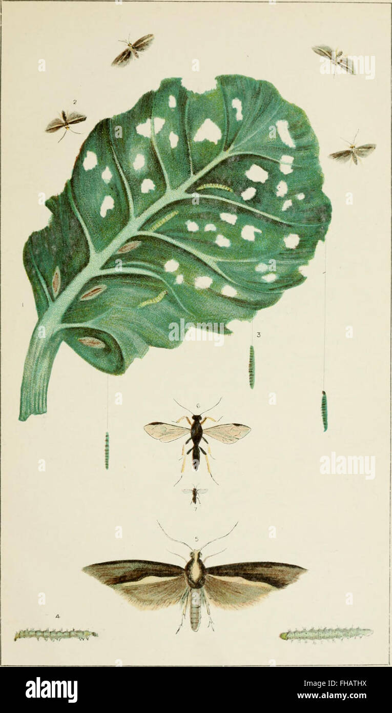 A 1891 Handbook Detailing Destructive Insects In Victoria Including
