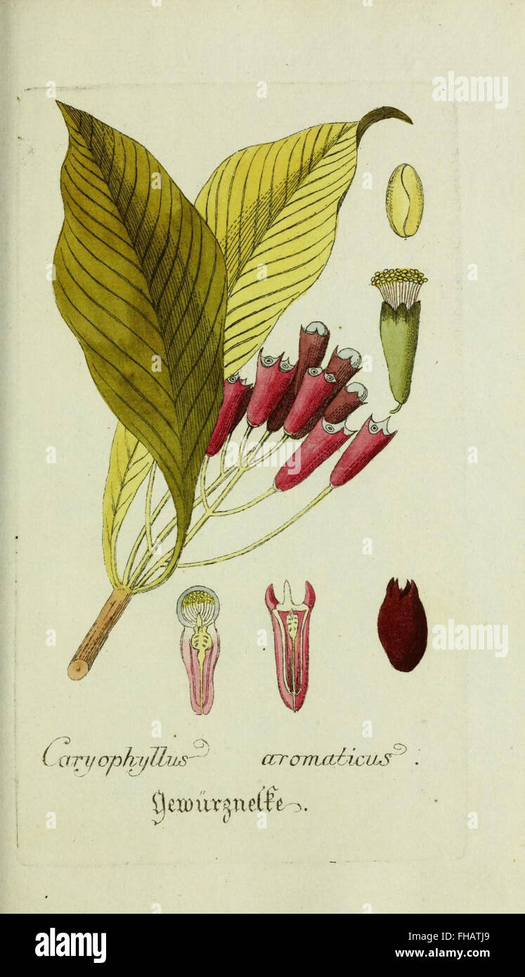 A collection of botanical illustrations of indigenous and exotic plants ...