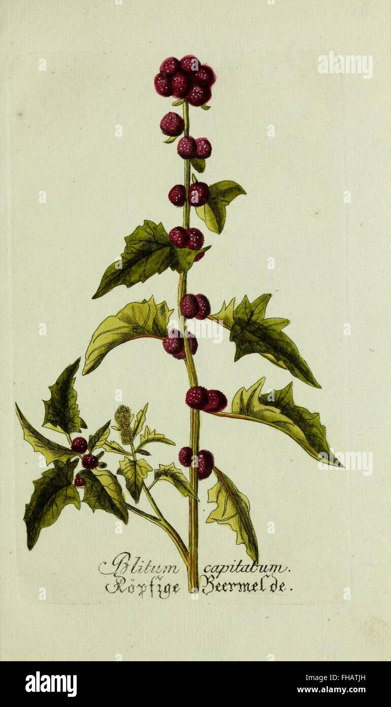 A collection of botanical illustrations of indigenous and exotic plants ...