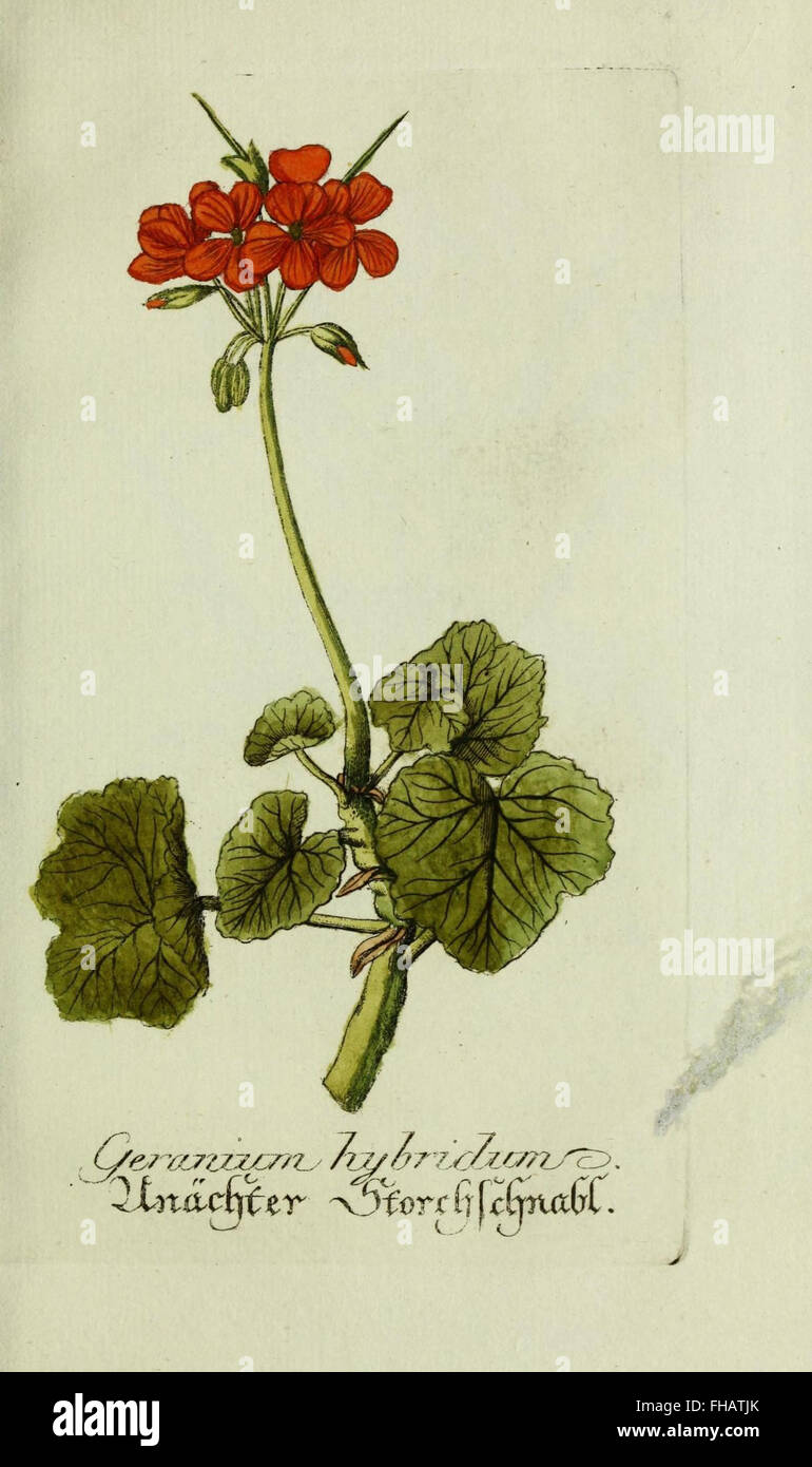 A botanical collection featuring hand-painted illustrations of native ...