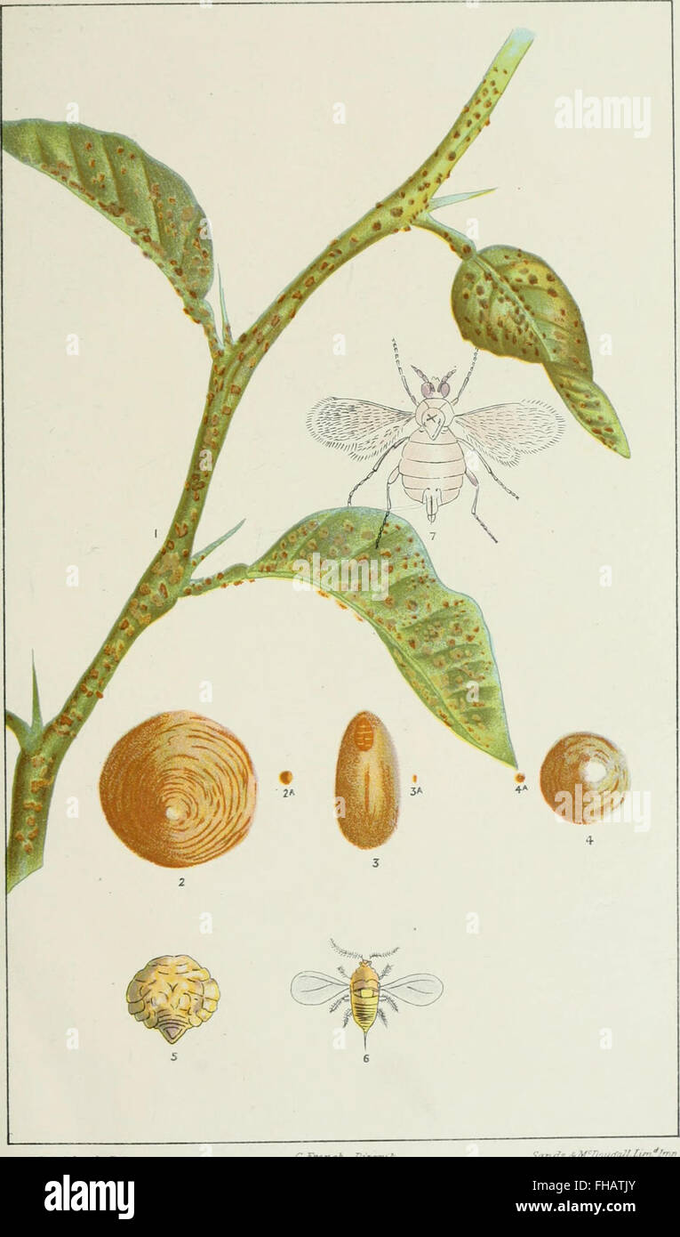 A Handbook of the Destructive Insects of Victoria (1891) is a guide to ...